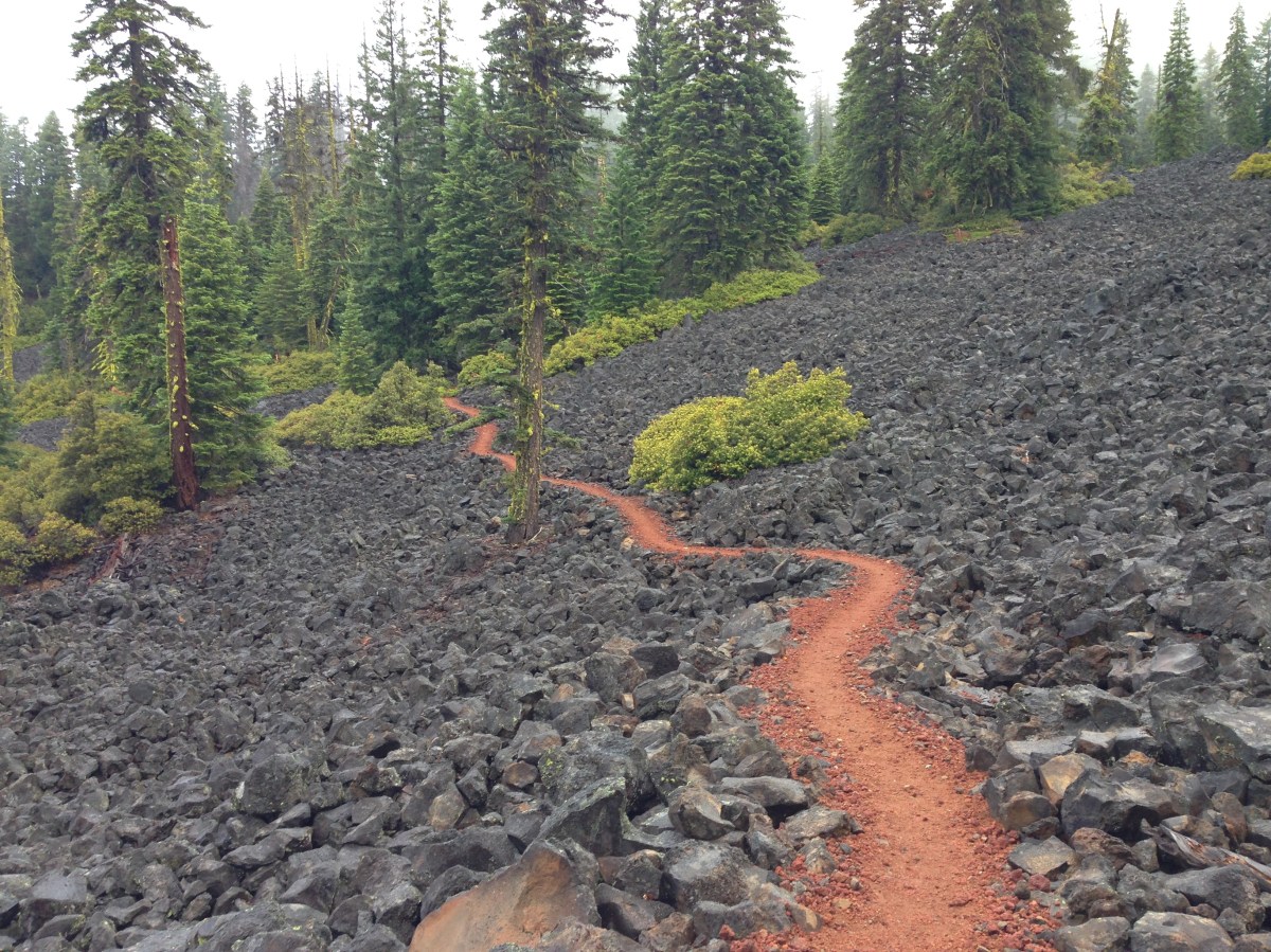 1761 Weaving through A Horizontal Forest – Adventures in Natureculture